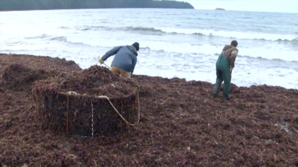 Seaweed harvesting in the spotlight on Vancouver Island - VIEA